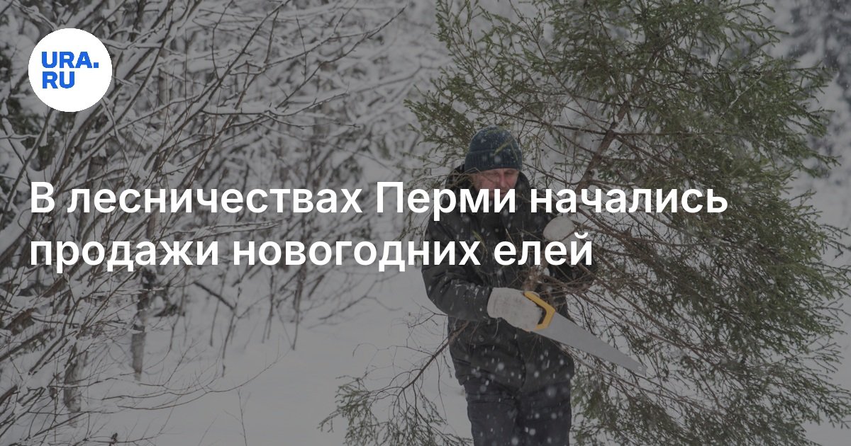 Пермские лесничества запустили продажу новогодних елок: где купить, условия