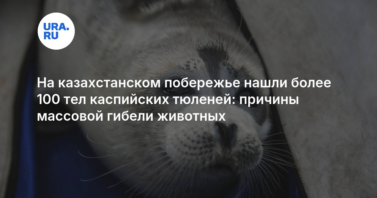 Что происходит с каспийскими тюленями: причины массовой гибели животных и масштабы трагедии